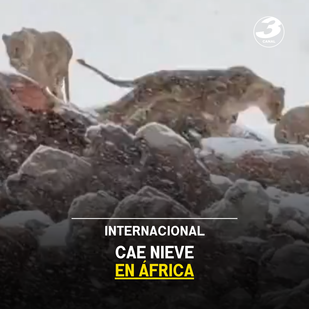 CAE NIEVE EN ÁFRICA - El Ahuizote
