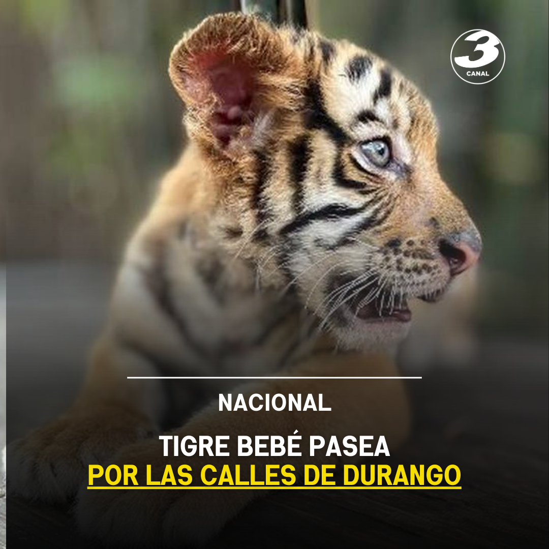 Tigre bebé pasea por las calles de Durango - El Ahuizote