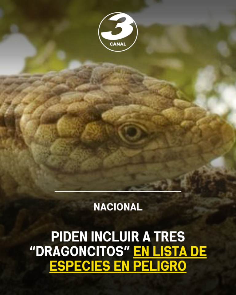 Piden incluir a tres “dragoncitos” en lista de especies en peligro - El ...